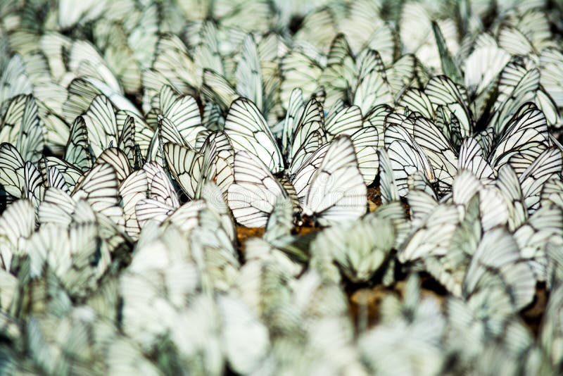 Rows of Butterflies stock image. Image of insect, wall - 21891171