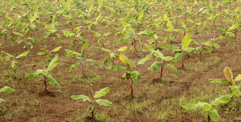 Rows of the Small Banana Trees. Stock Image - Image of industrial ...