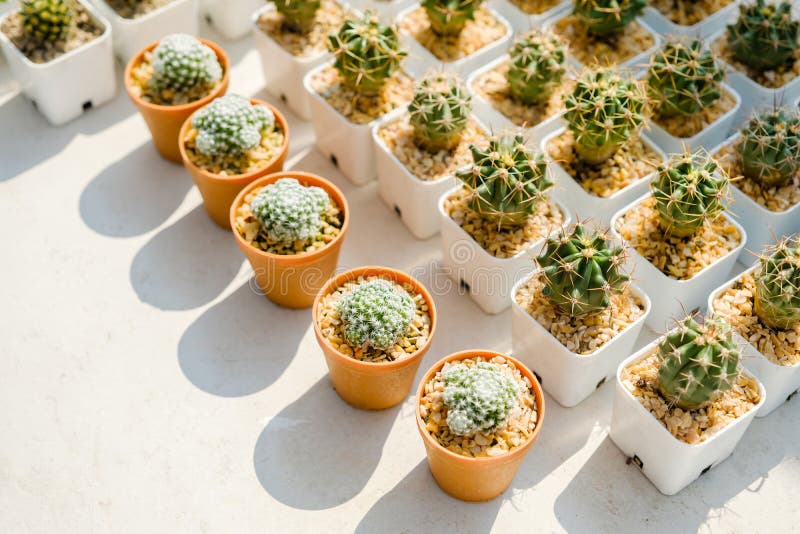 A small cactus in the pot stock photo. Image of green - 108496444