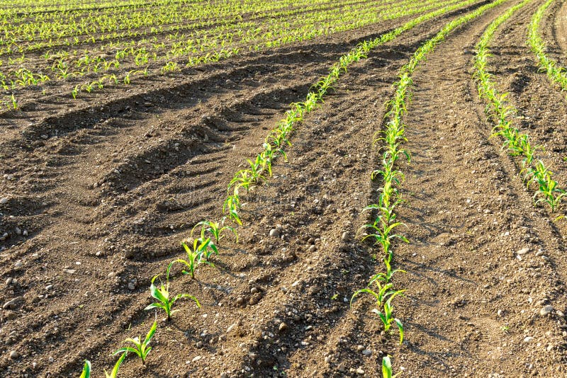 Rows of Small Corn Plants from Organic Farming in Italy Stock Photo ...