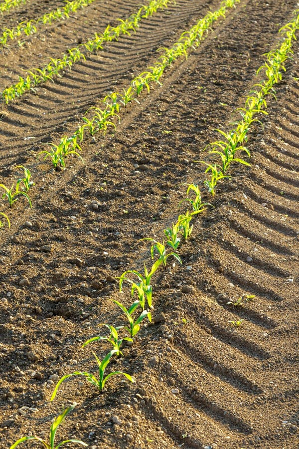 Rows of Small Corn Plants from Organic Farming in Italy Stock Photo ...