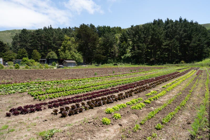 Rows of Small Green and Purple Crops on a Field with Farmhouse Stock ...