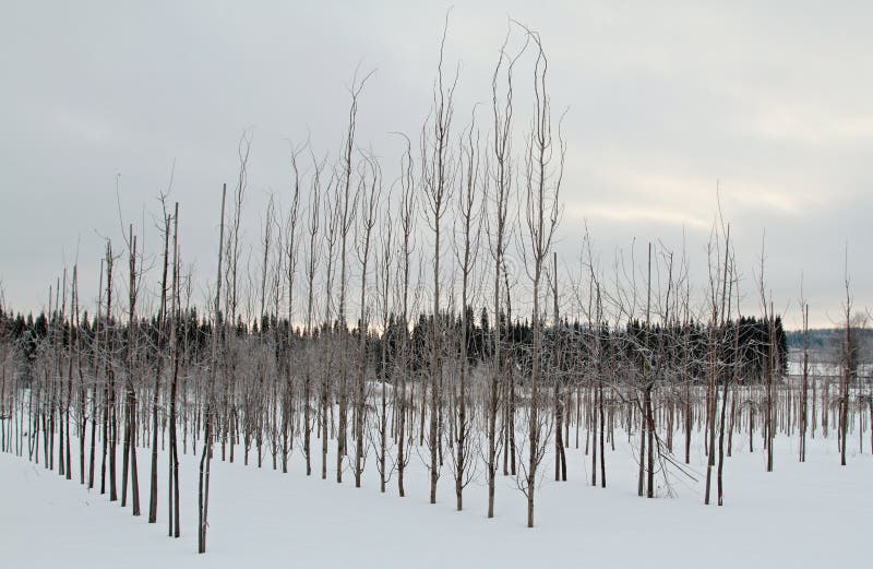 Rows of Small Trees in a Field Stock Photo - Image of putti, growing ...