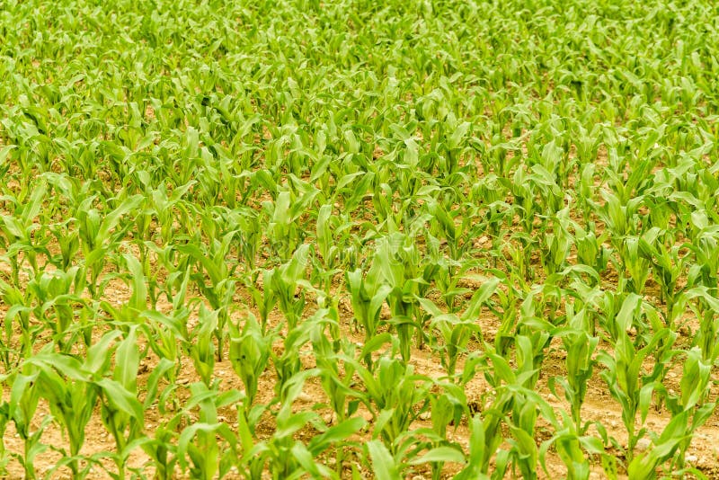 Rows of Young Corn Growing on a Field Stock Photo - Image of green ... Rows of Young Corn Growing on a Field Stock Photo - Image of green ...