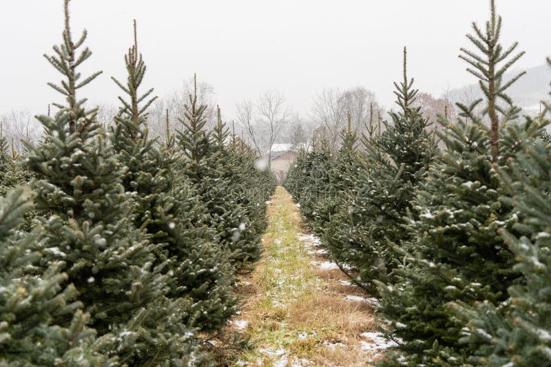 Rows of Snow Covered Christmas Trees Stock Photo - Image of forest ...