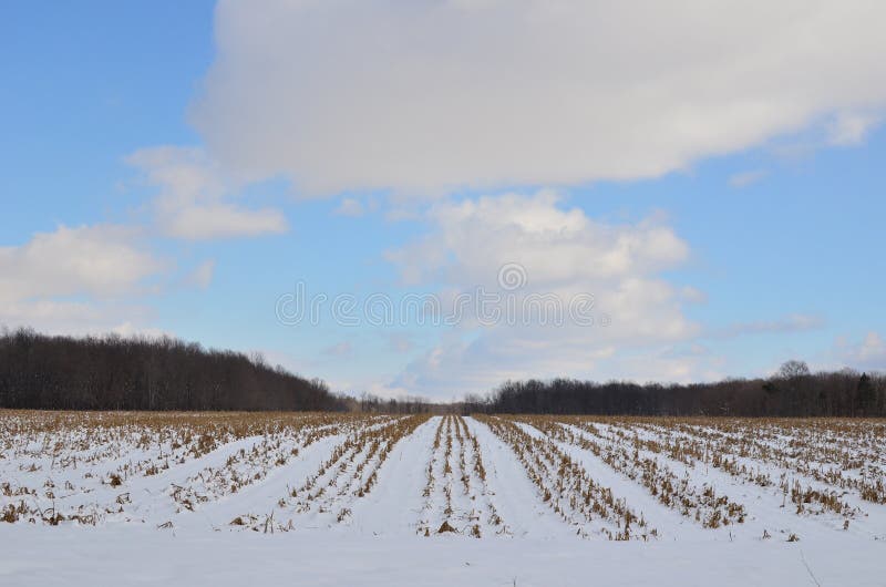 Rows of a Snow Covered Corn Field on a Sunny Winter Day Stock Image ...