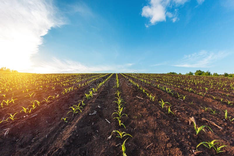 Rows of Sprouted Corn in a Agricultural Field Stock Photo - Image of ...