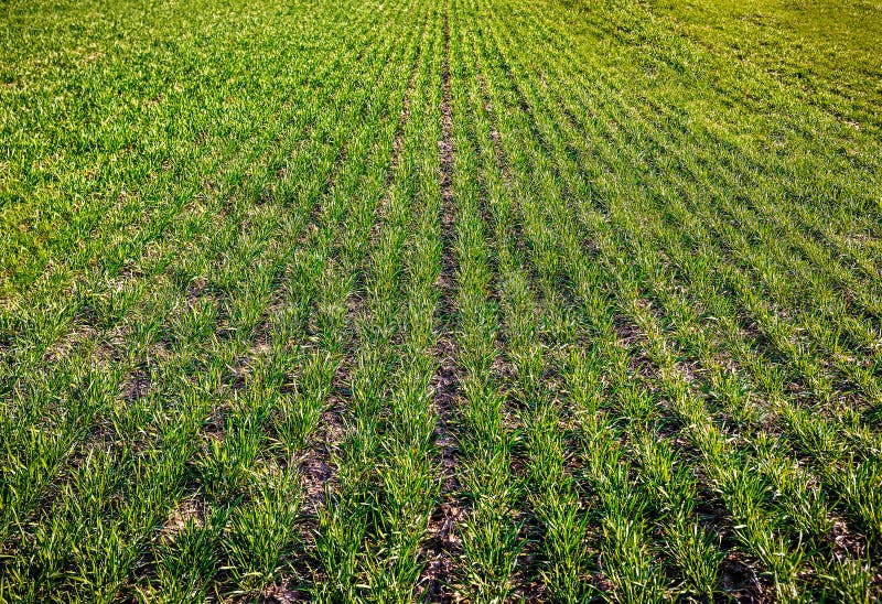 Rows of sprouted grass stock image. Image of harvest - 180511611
