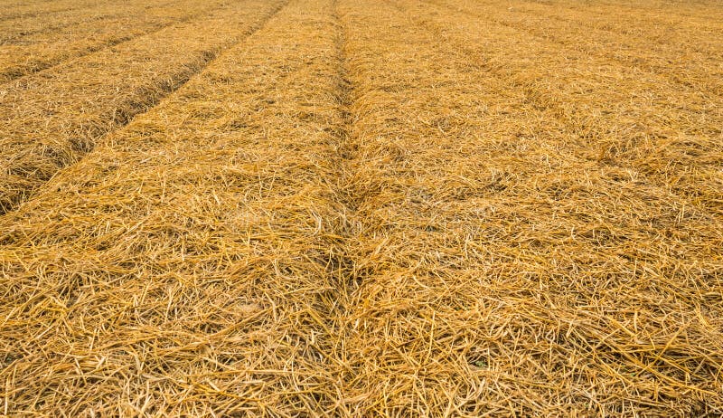 Rows of straw stock image. Image of crop, bale, nature - 39293163