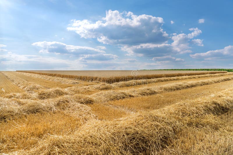 Rows Of Stubble Harvested Wheat Field Stock Photo - Image of outdoors ...