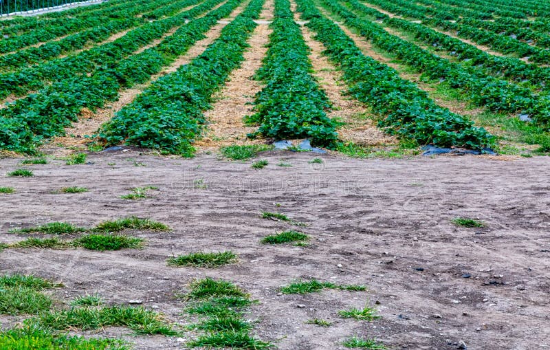 Rows of Strawberry Bush in a Farm Stock Photo - Image of bush ...