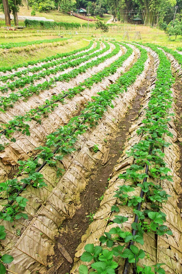 Rows of strawberry farm stock photo. Image of farming - 22750400