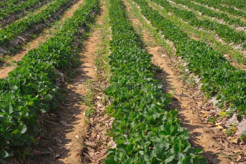 Rows of strawberry stock photo. Image of outside, agriculture - 67041332