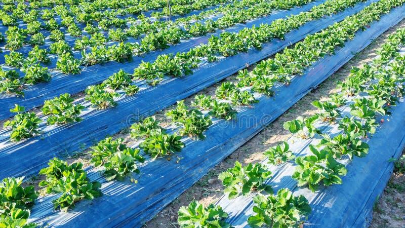 Rows of Strawberry Plant in a Strawberry Field Stock Image - Image of ...