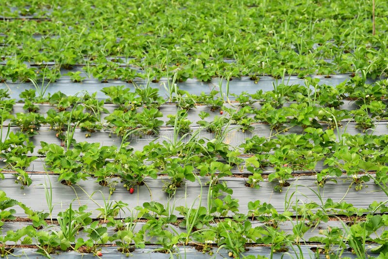 Rows of Strawberry plants stock image. Image of nature - 105845169