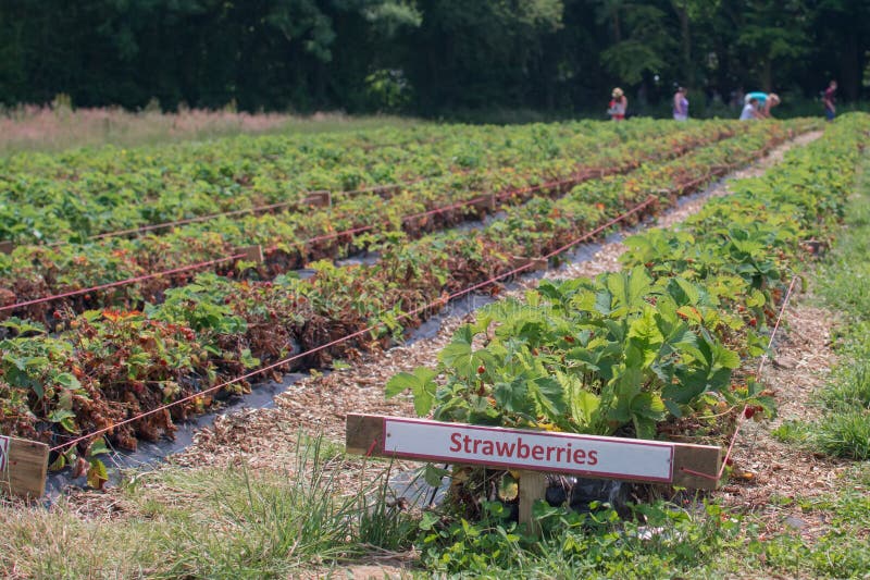 Rows of Strawberry Plants stock photo. Image of juicy - 41865026