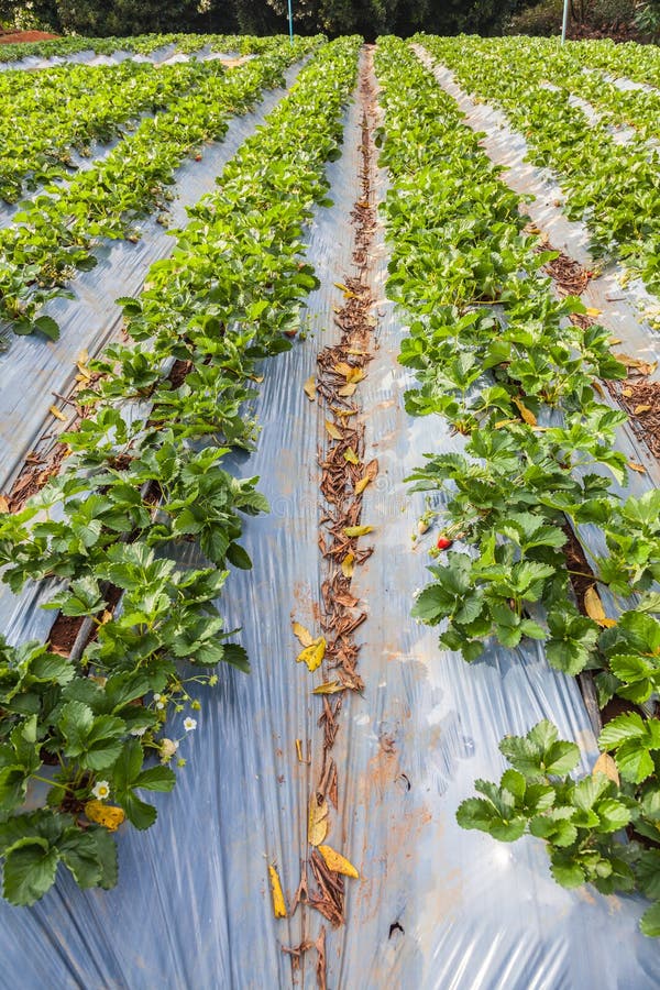 Strawberry Rows In Greenhouse. Strawberries Growing Under Membrane Film ...