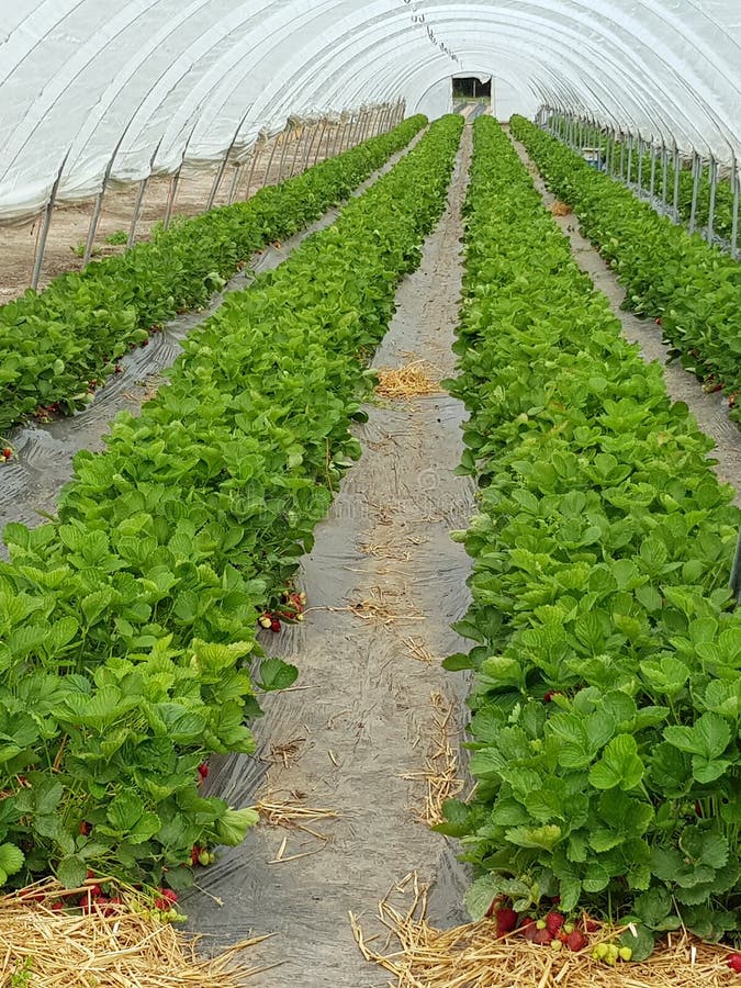 Rows of Strawberry Plants Protected by Greenhouse Structures Stock ...