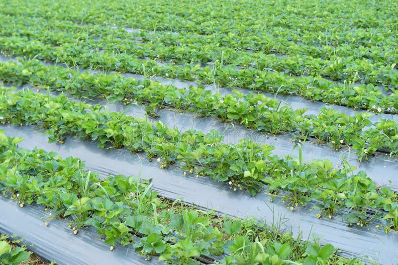 Rows of Strawberry plants stock photo. Image of green - 105845268
