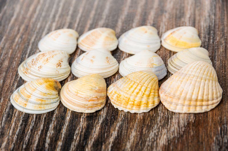 Rows of Striped Seashells on Wooden Table Stock Photo - Image of ...