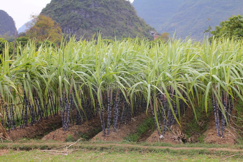 Rows of sugar cane stock photo. Image of countryside - 28275274