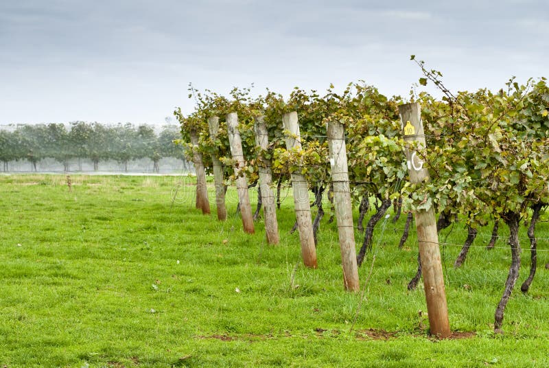 Rows of Supported and Trained Vines Stock Photo - Image of grapevine ...