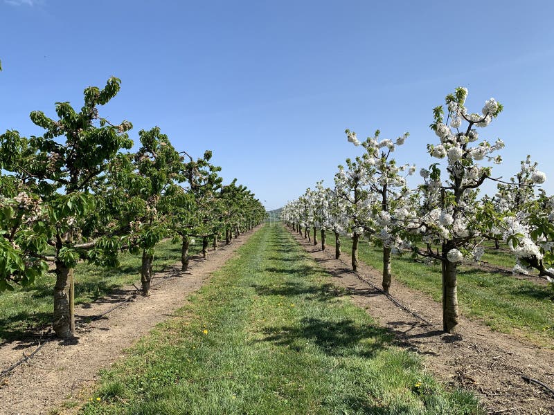 Rows of Sweet Cherry Trees in Spring 2024 in Germany. on the Left the ...