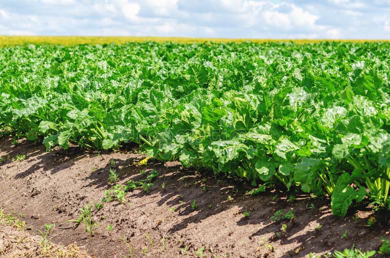 Rows of Tall Green Beetroot Leaves in Dry Soil. Side View of a Beet ...