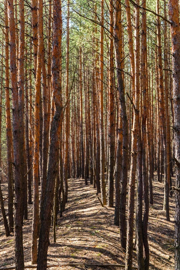 Rows of the Tall Pine Trees in a Forest on Spring Stock Image - Image ...