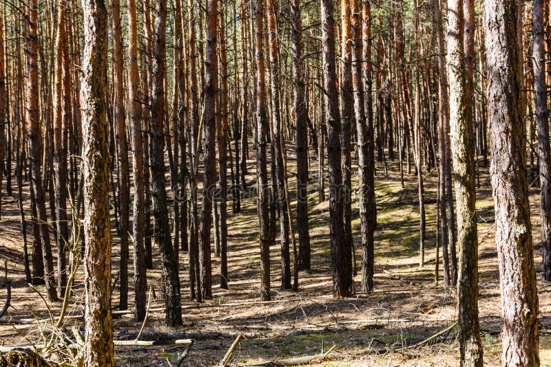 Rows of the Tall Pine Trees in a Forest on Spring Stock Image - Image ...