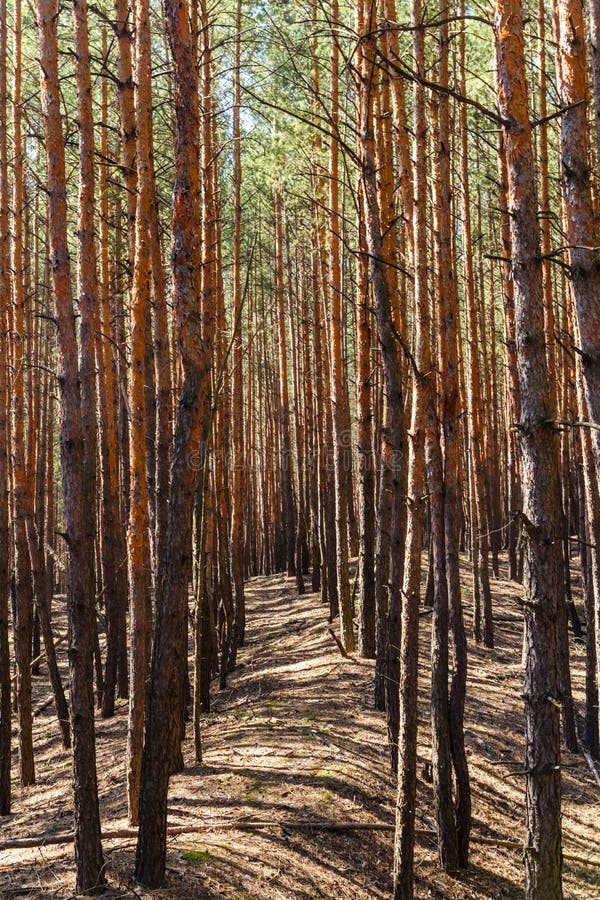 Rows of the Tall Pine Trees in a Forest on Spring Stock Image - Image ...
