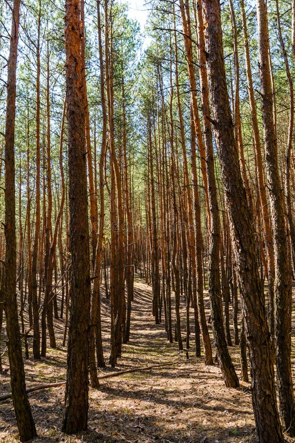 Rows of the Tall Pine Trees in a Forest on Spring Stock Photo - Image ...