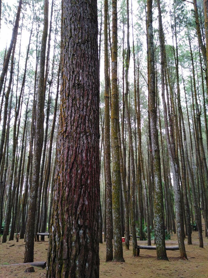 Rows of tall pine trees stock photo. Image of branch - 223970002