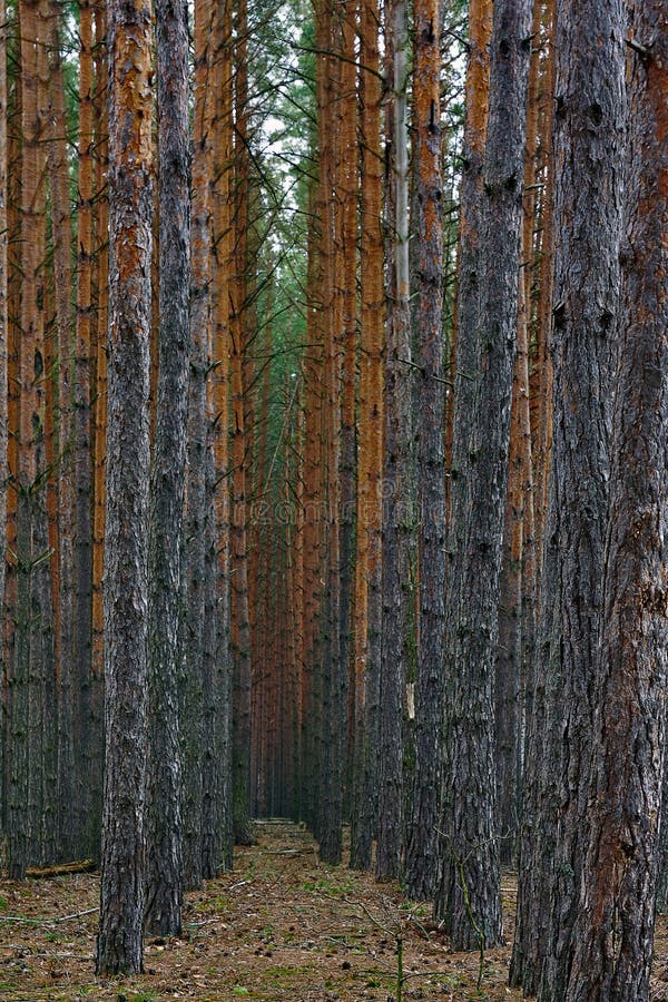 Rows of Tall Pines in the Forest Stock Image - Image of vista, trees ...