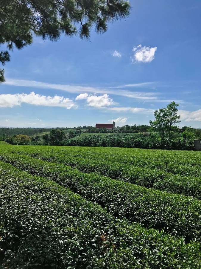 Rows of Tea Plants at a Tea Farm in Vietnam Stock Photo - Image of ...