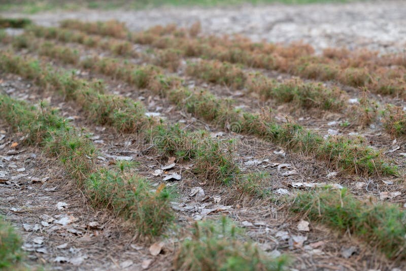 Rows of Tiny Tir Tree Sprouces, Growing in Tree Nursery Stock Photo ...