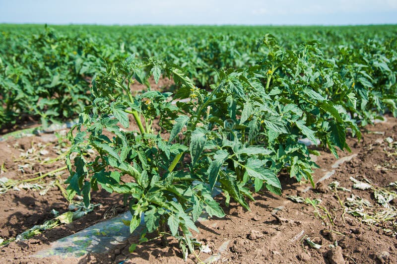 Rows of tomato plants stock image. Image of green, landscape - 71711401