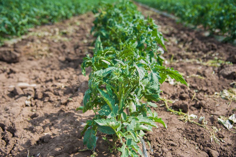 Rows of tomato plants stock photo. Image of cultivated - 73206260