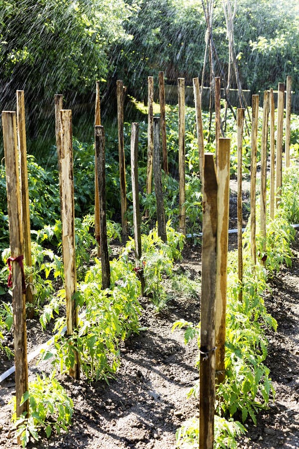 Rows of tomato plants stock photo. Image of fresh, green - 55573048