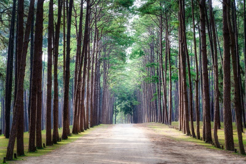 Rows of Towering Pine Trees Stock Image - Image of natural, garden ...