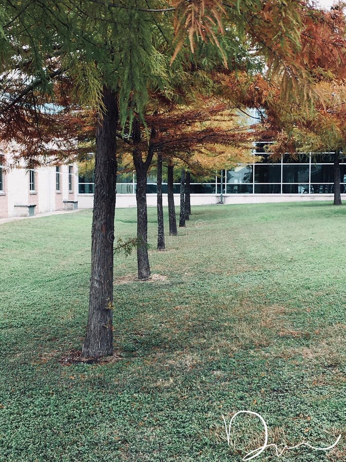 Rows stock image. Image of gloomy, trees, rows, fall - 103973239