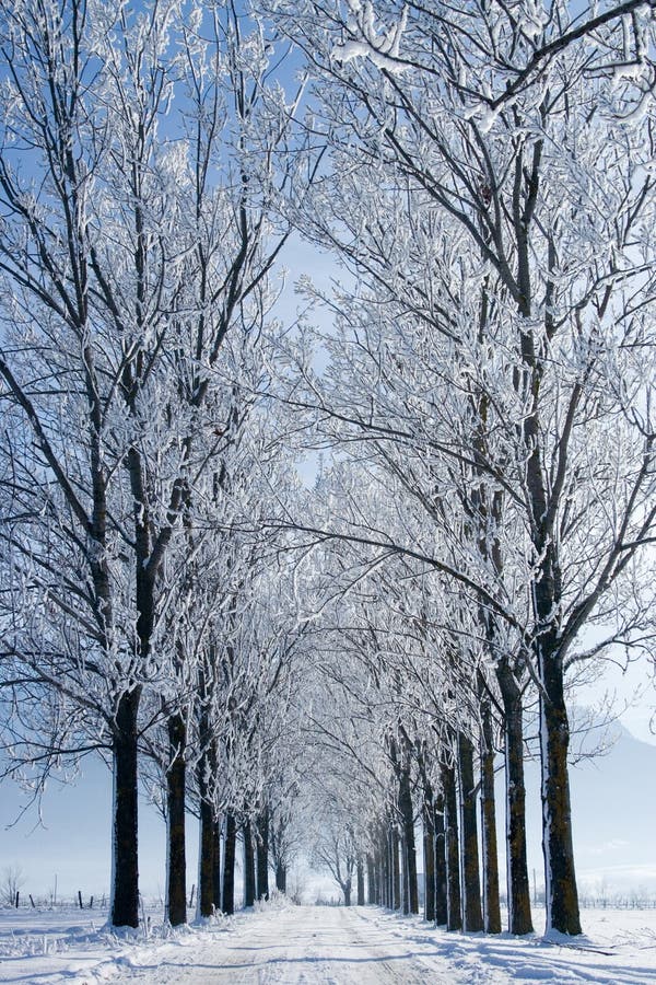 Rows of trees stock photo. Image of repetition, growth - 4026982
