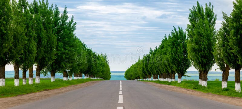 A Rows of Trees Along the Road Stock Image - Image of field, street ...