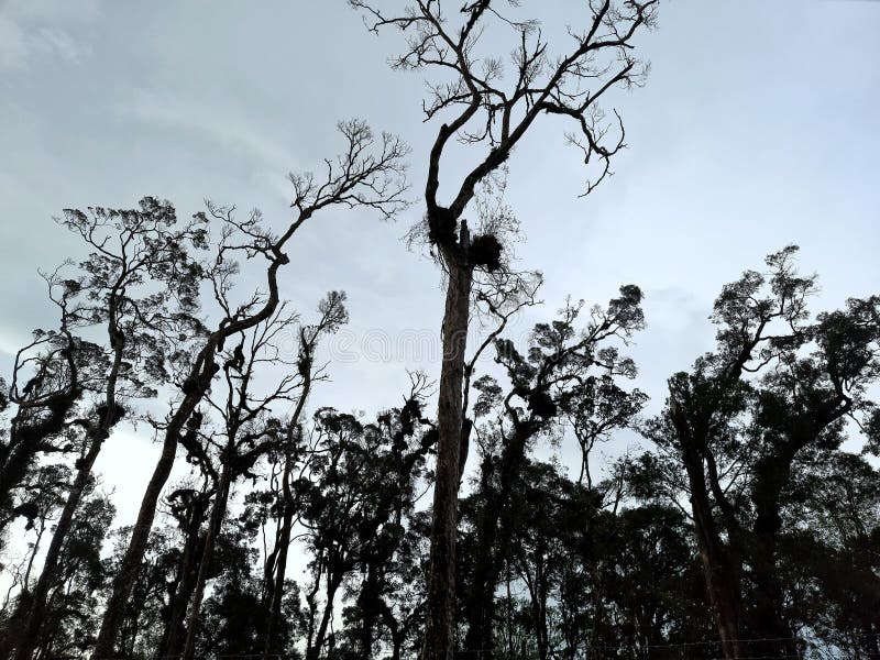 Rows of Trees Drying Up because of the Heat Stock Image - Image of ...