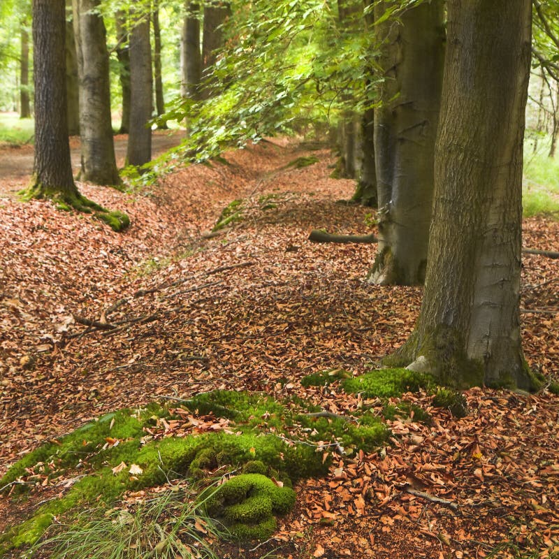 Rows of trees in forest stock image. Image of wood, grass - 38435907