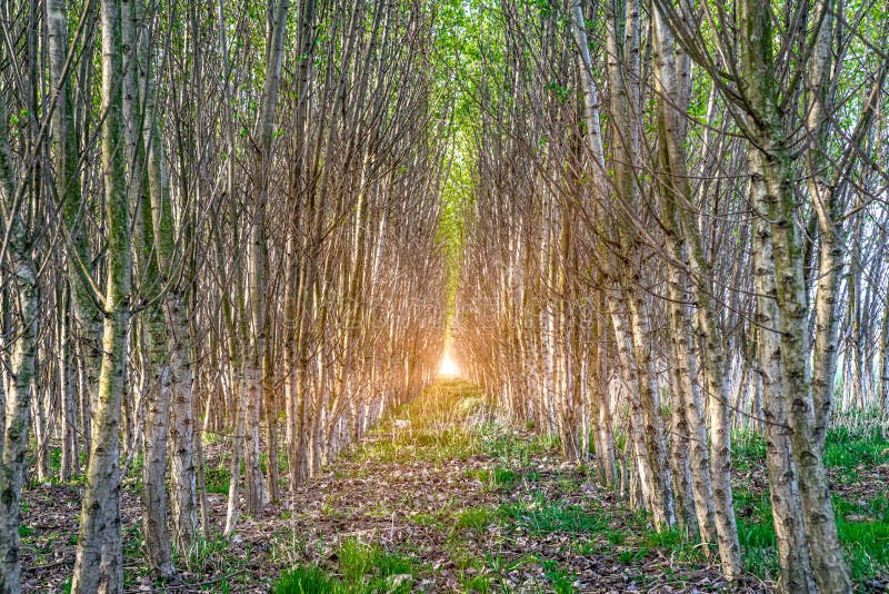 Rows of Trees in the Forest Planted by Man for the Restoration of ...