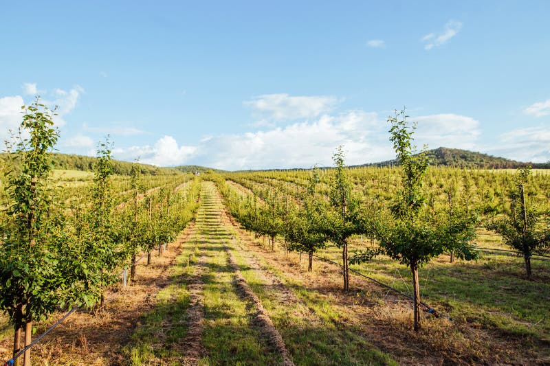 Rows of Trees in a Fruit Orchard. Stock Photo - Image of business ...