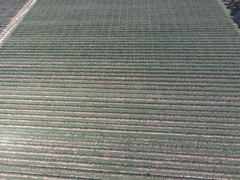 Rows of Trees in the Garden. Aerophotographing, Top View Stock Photo ...
