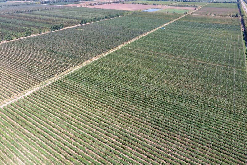 Rows of Trees in the Garden. Aerophotographing, Top View Stock Image ...