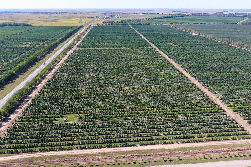 Rows of Trees in the Garden. Aerophotographing, Top View Stock Image ...